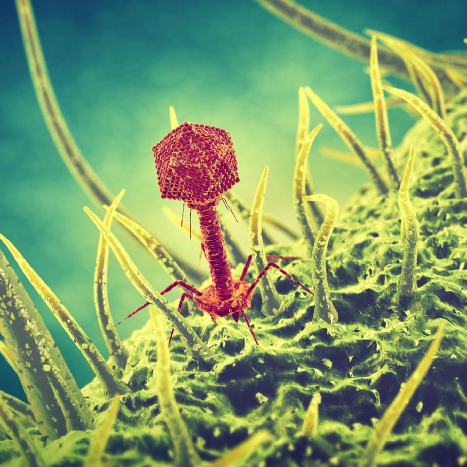 Antibiorésistance : la phagothérapie revient doucement en France