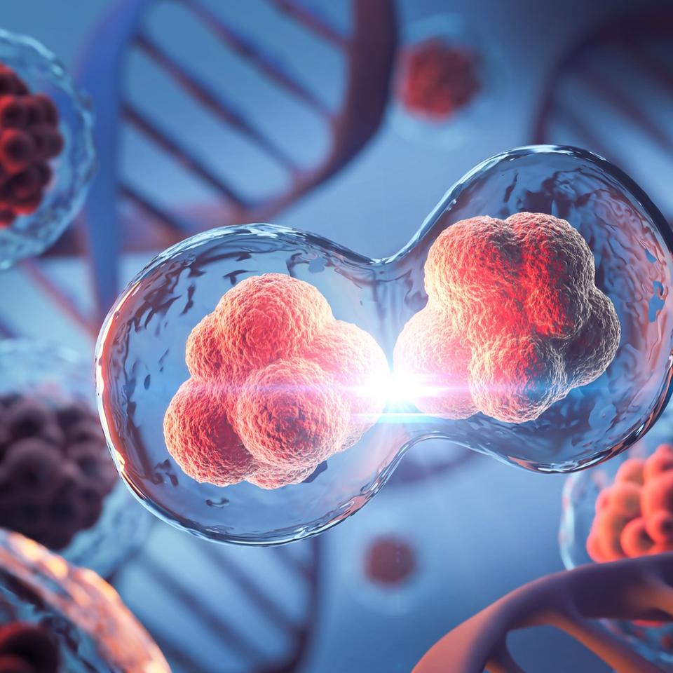 Définition | Placode : qu'est-ce que c'est ? | Futura santé
