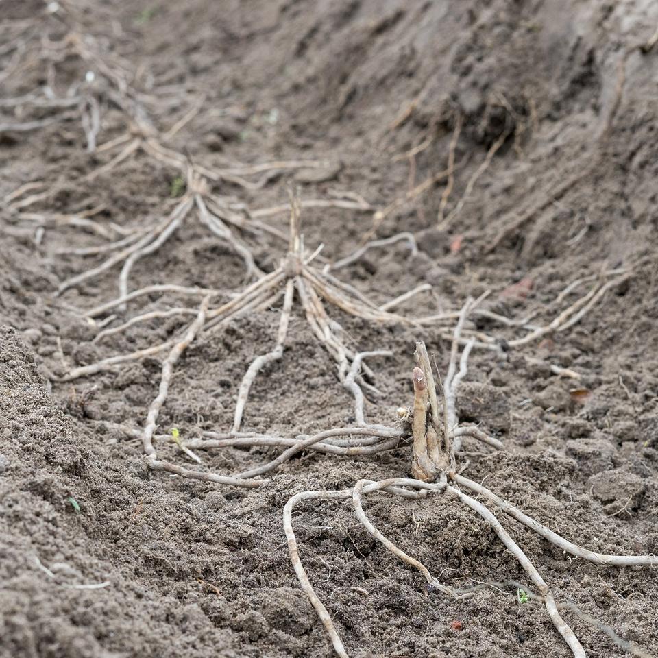 Quand et comment planter une griffe d'asperge