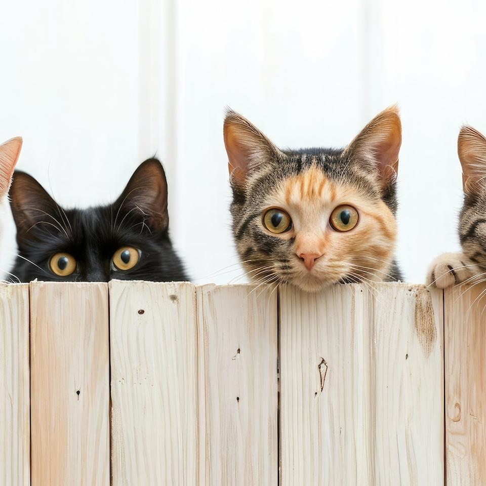 Quelles sont les races de chats les plus intelligentes
