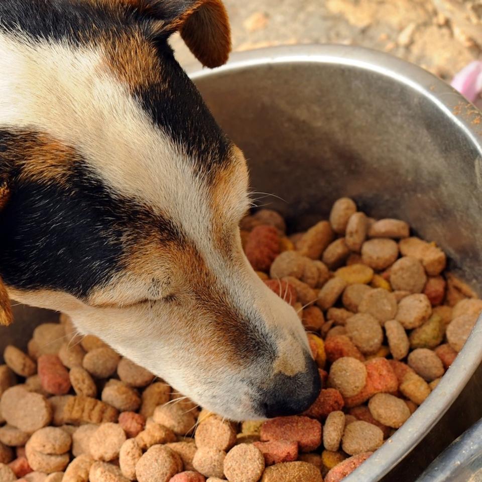 Standard, premium, bio : quelles croquettes choisir pour son chien