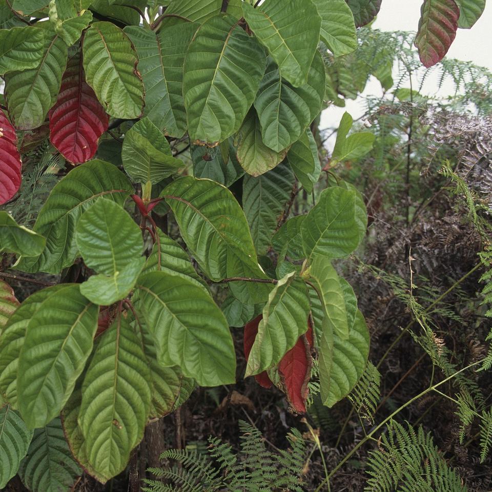Le quinquina, cet arbre précieux pour la médecine, est en danger d ...