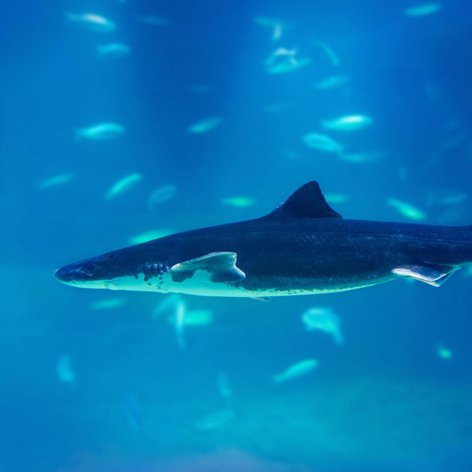 Record biologique : la véritable taille du plus grand cœur animal dévoilée