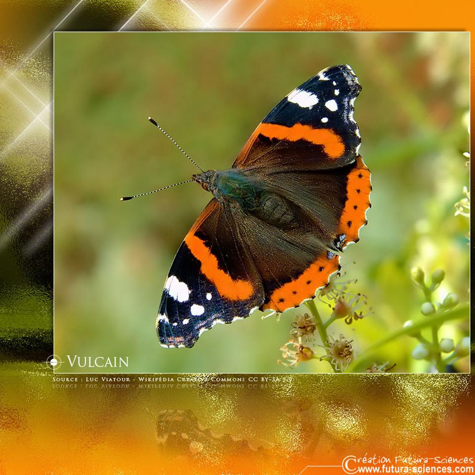 Fonds d'écran Papillon | Futura