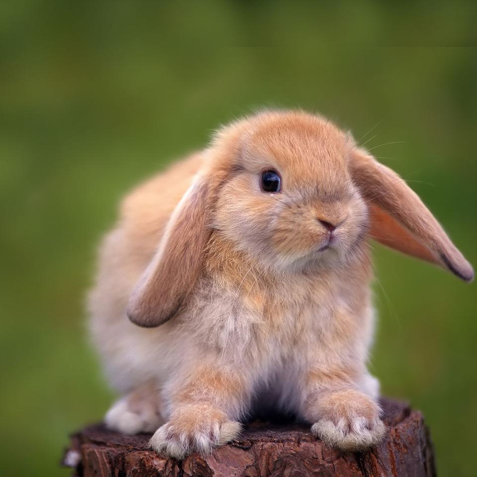 Fonds d'écran Lapin | Futura