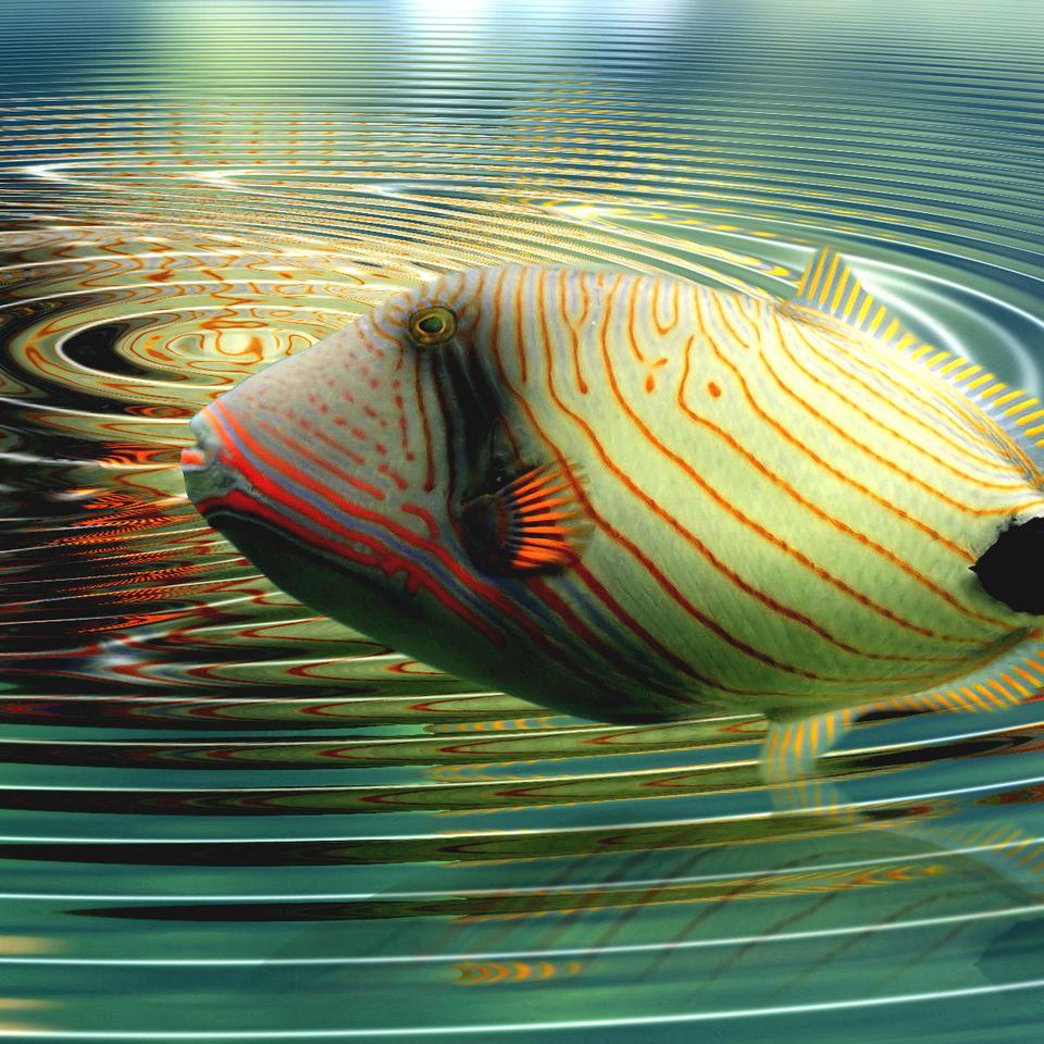 Fonds d'écran Poisson | Futura