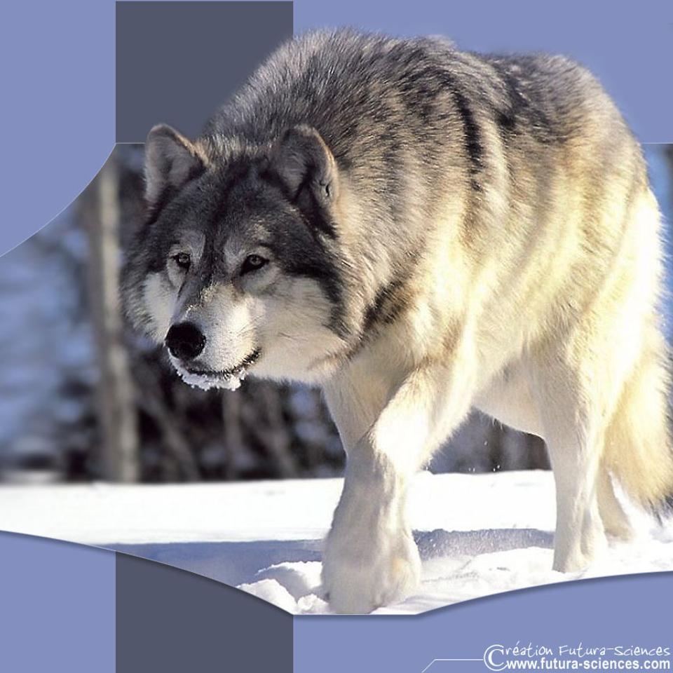Fonds d'écran Loup | Futura