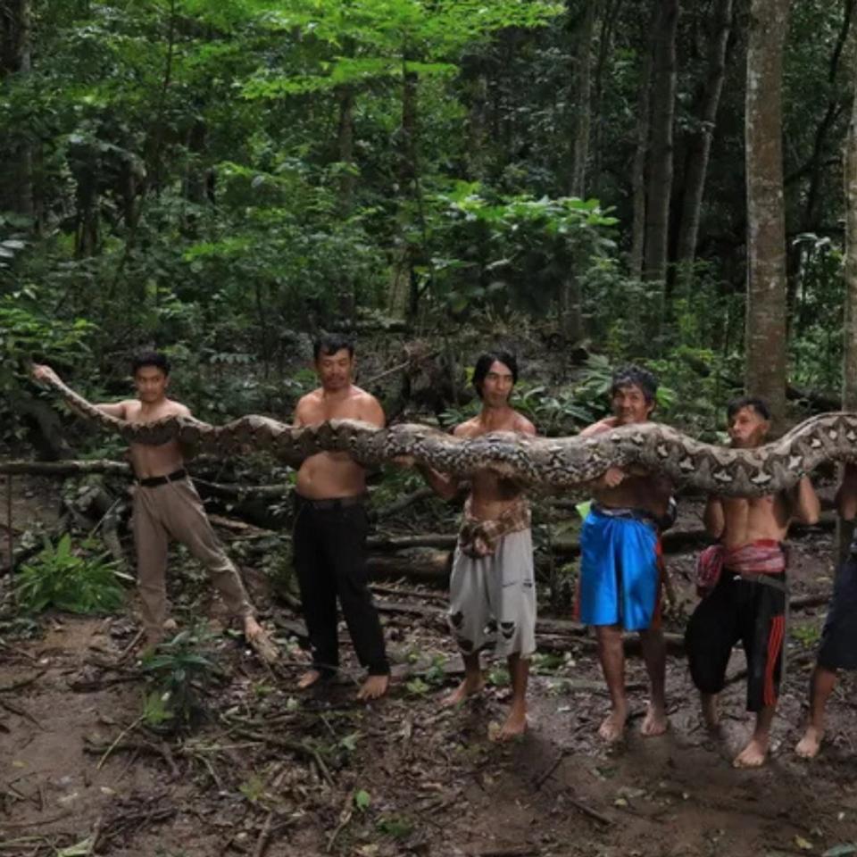 « Il pourrait avaler une vache » : ce python de 7,22 m fascine et inquiète