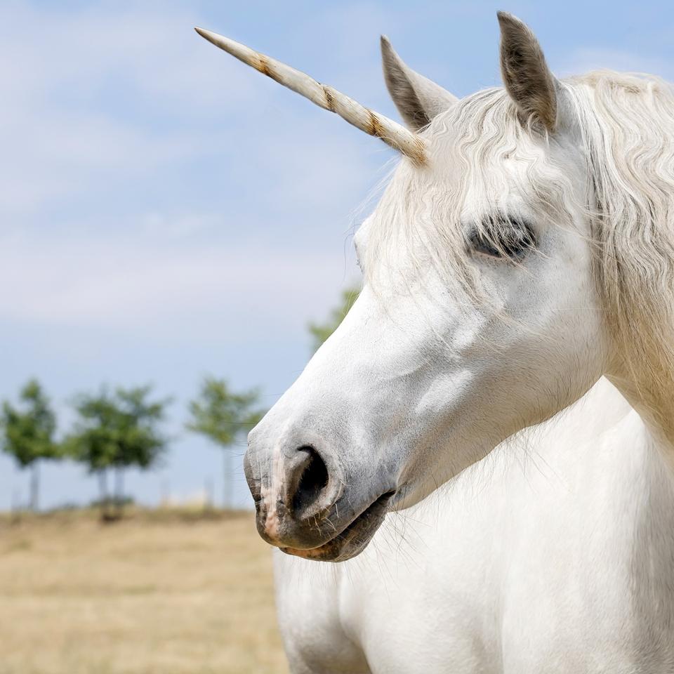 Science décalée : la licorne existe, nous l'avons rencontrée