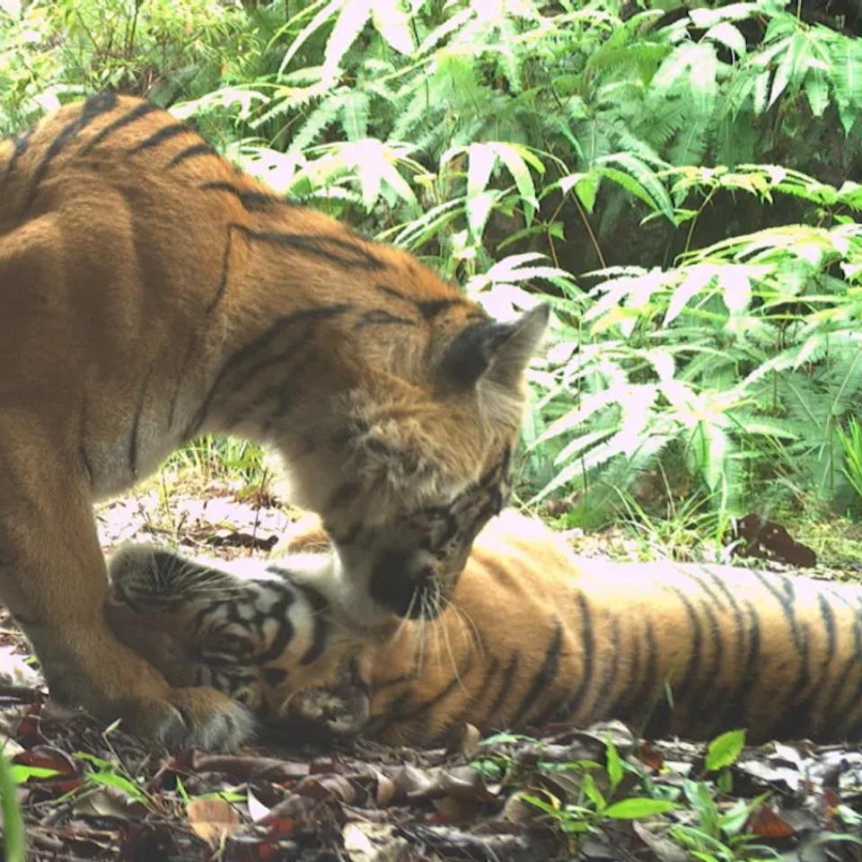Ce que les pièges photo ont révélé sur les tigres de Sumatra dépasse ...