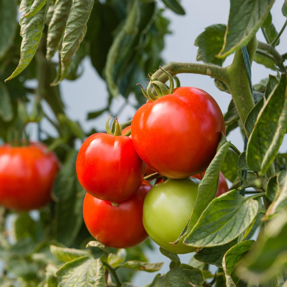 Tomates : les 4 règles d’or à suivre dès maintenant pour une récolte ...