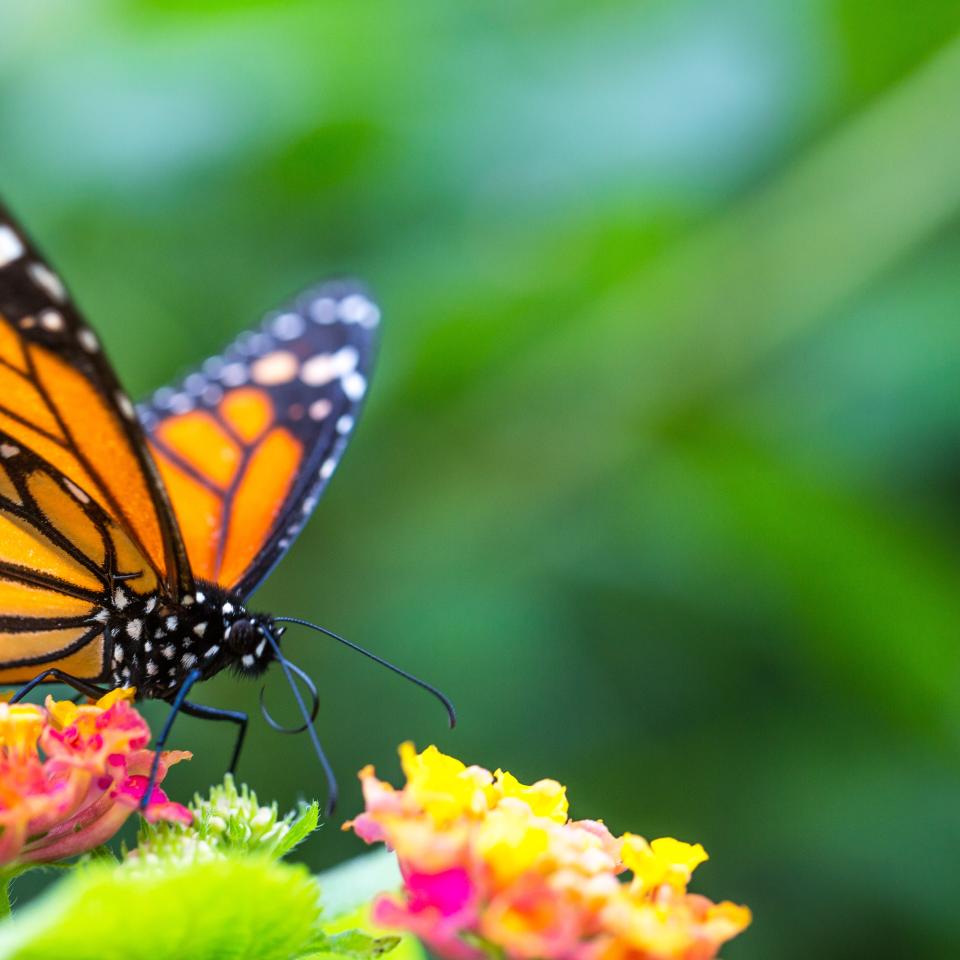 Le papillon monarque, migrateur de l'extrême