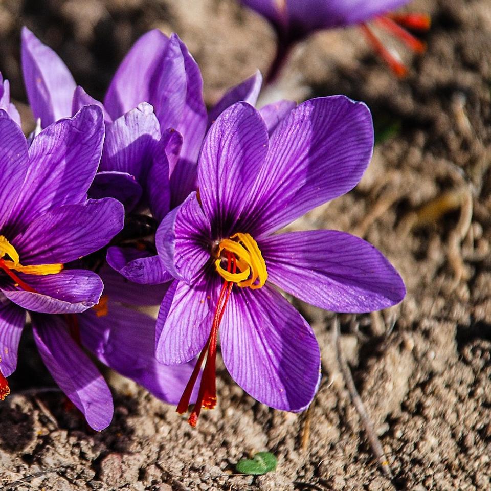 Définition | Pistil : qu'est-ce que c'est ? | Futura planète