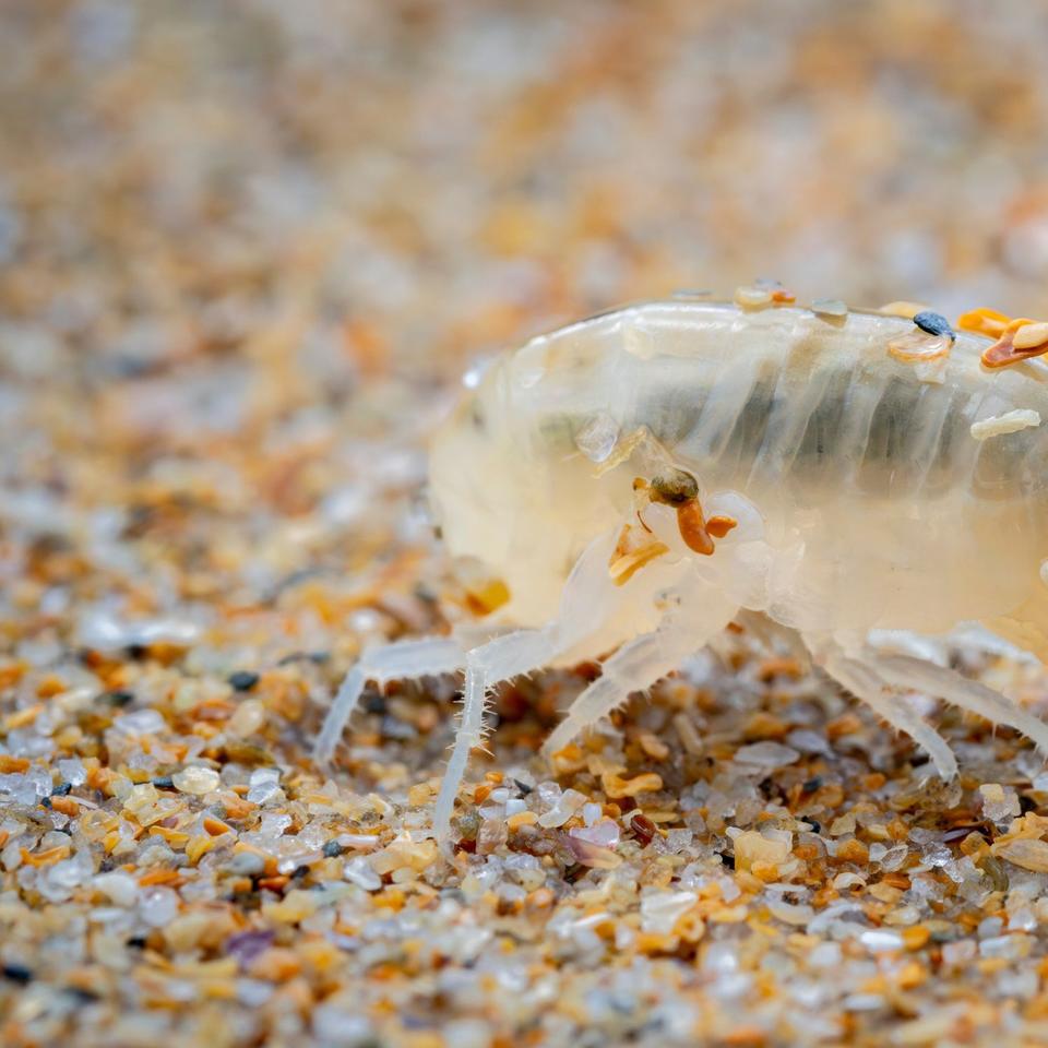 Comment se protéger des puces des sables