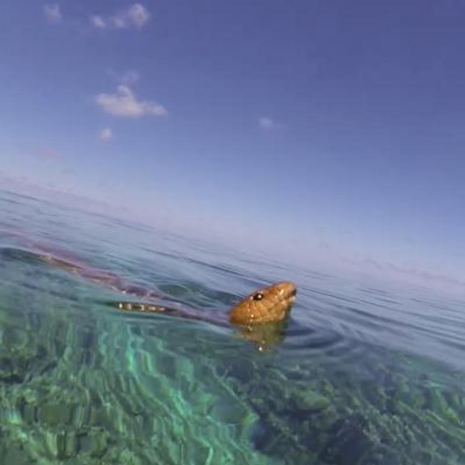 Pour voir sous l'eau, les serpents s'inspirent des singes