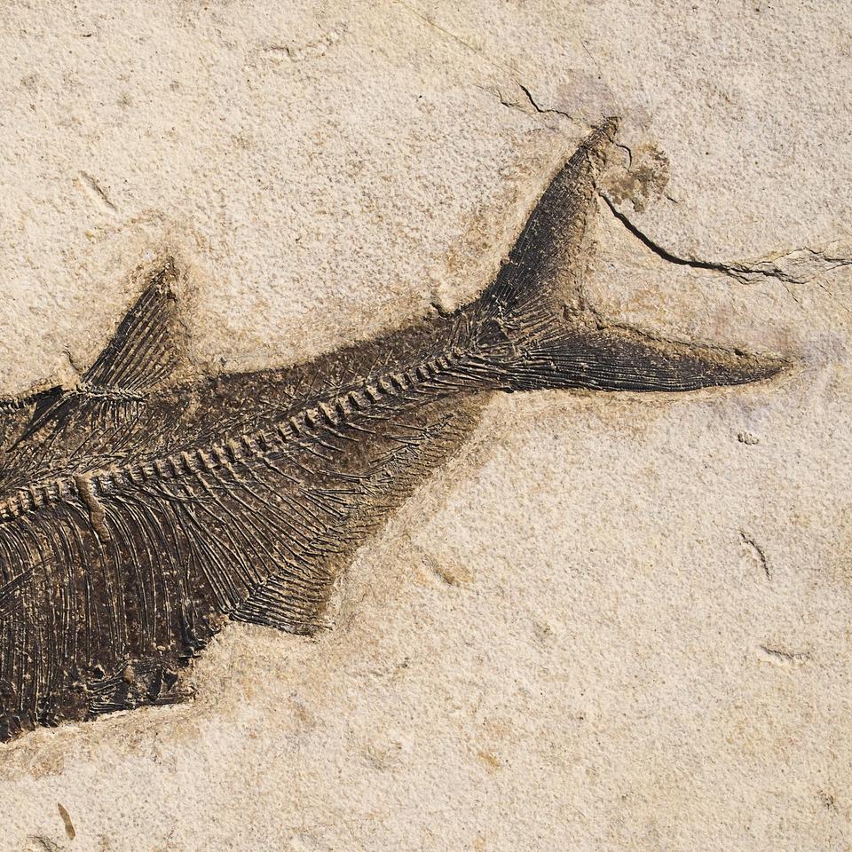 Définition | Paléogène : qu'est-ce que c'est ? | Futura planète