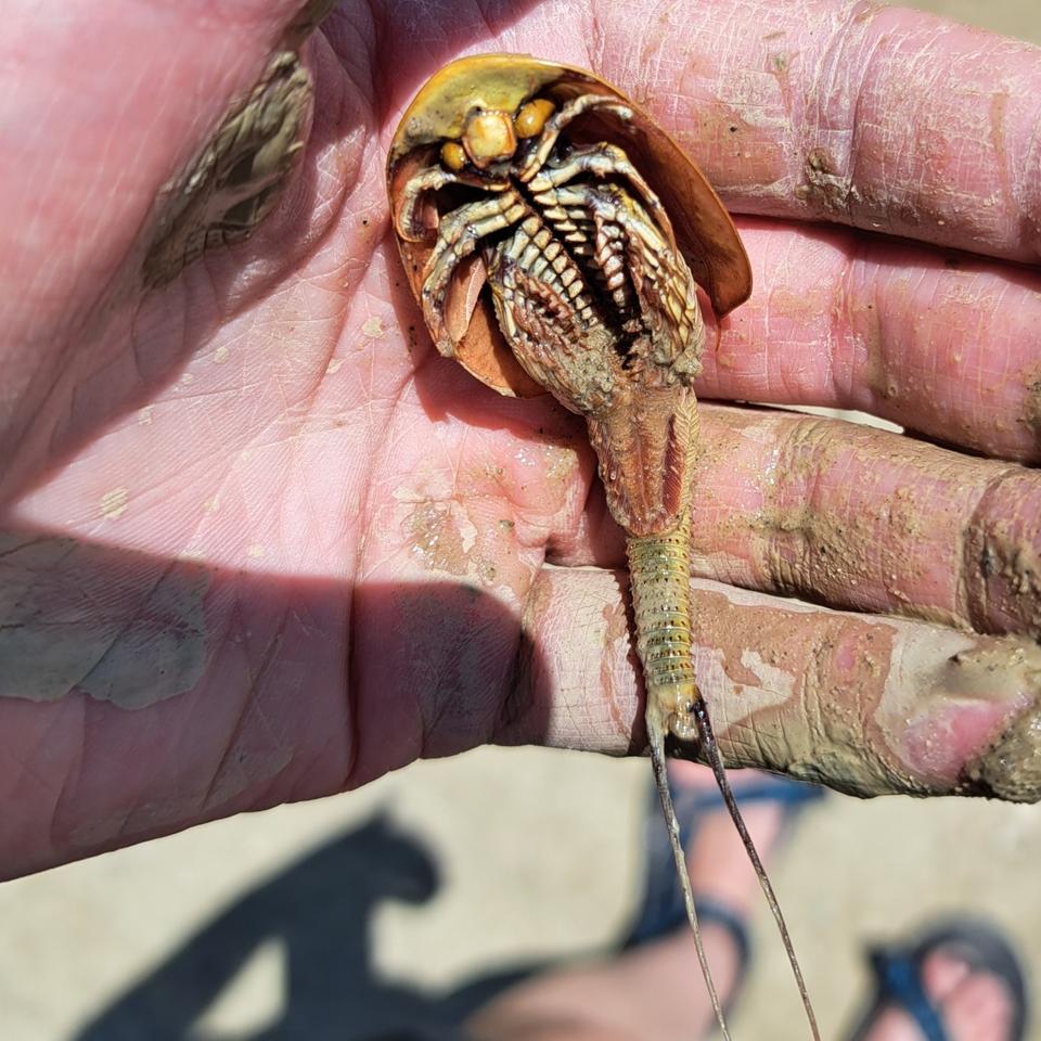 Burning Man : d'étranges créatures préhistoriques ont surgi dans le ...