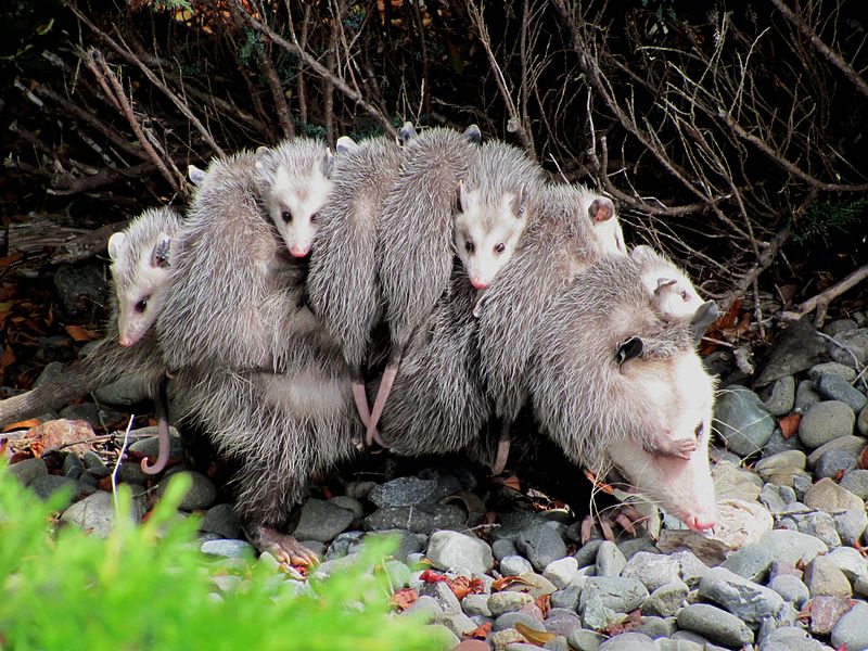 Définition | Opossum : qu'est-ce que c'est ? | Futura planète