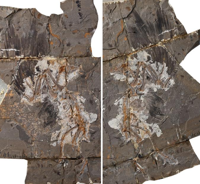 Qui était cet énigmatique oiseau fossile vieux de 127 millions d’années