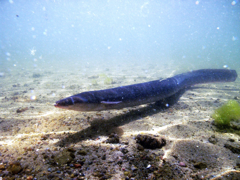 Quand les courants marins prédestinaient le devenir des anguilles