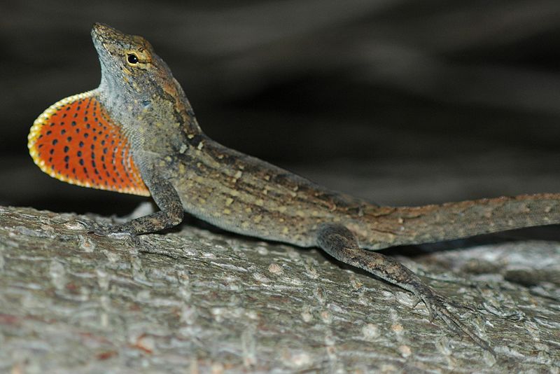 L'évolution ultra-rapide de lézards étonne les biologistes
