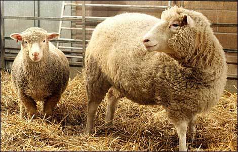 Mort de Dolly, la première brebis clonée