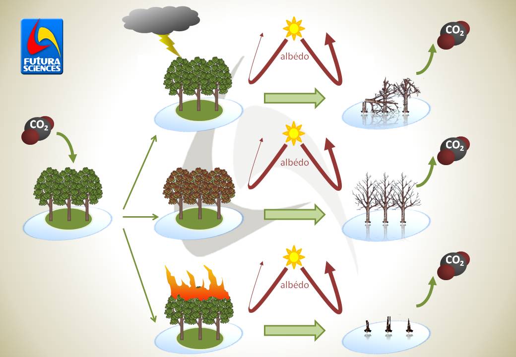 Réchauffement climatique : l'albédo compense la déforestation
