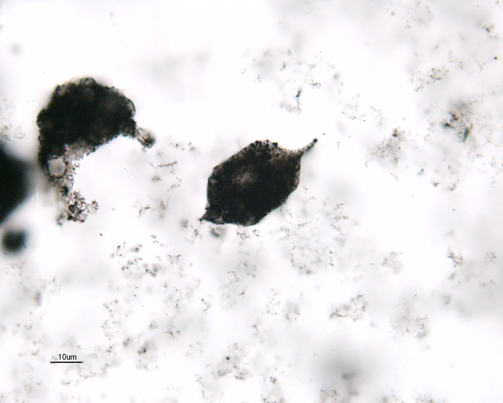 Des microfossiles révèlent du plancton vieux de trois milliards d’années
