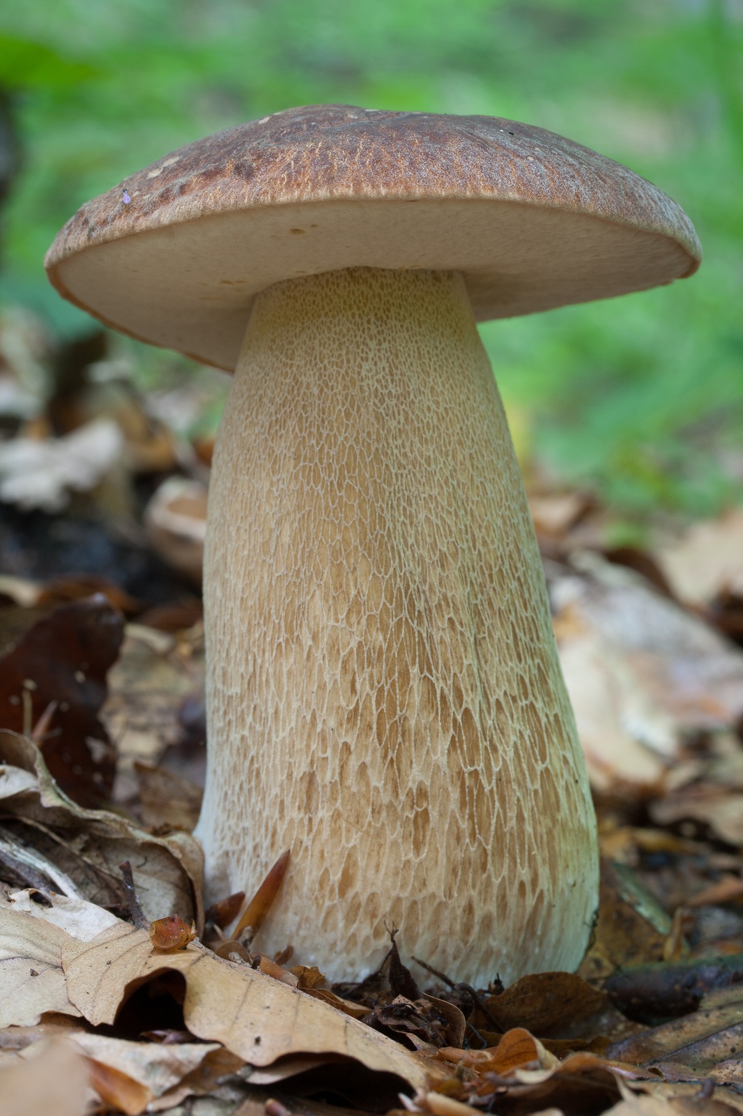 Cèpes, bolets, champignons… savez-vous vraiment les différencier