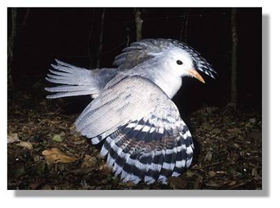 La faune de Nouvelle-Calédonie
