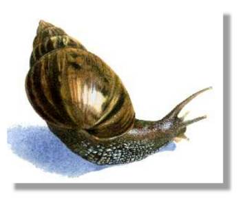 Mollusques et insectes