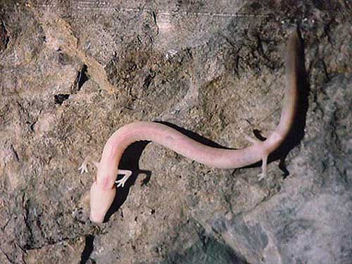 Les animaux cavernicoles actuels : trogloxènes, troglophiles et troglobies