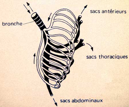 Caractéristiques des rapaces et anatomie : becs, pattes, yeux…