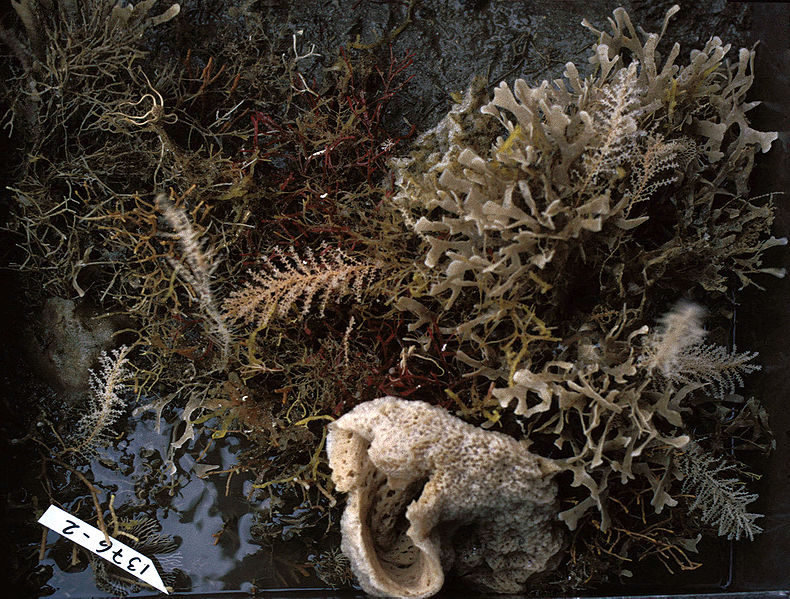 Définition | Benthos : qu'est-ce que c'est ? | Futura planète