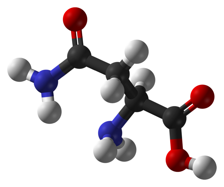 Définition | Asparagine : qu'est-ce que c'est ? | Futura santé