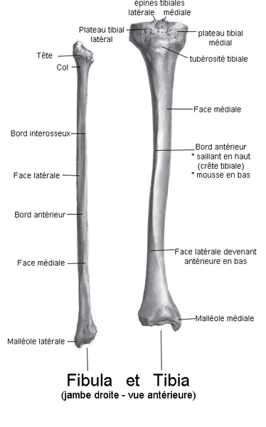 Définition | Fibula : qu'est-ce que c'est ? | Futura santé
