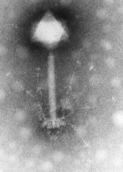 Définition | Prophage : qu'est-ce que c'est ? | Futura santé