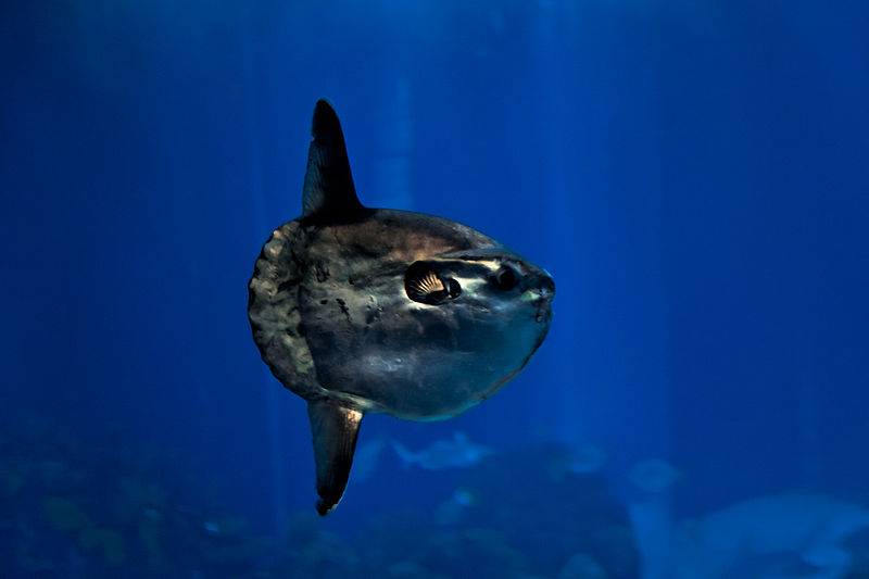 Définition | Poisson-lune : qu'est-ce que c'est ? | Futura planète