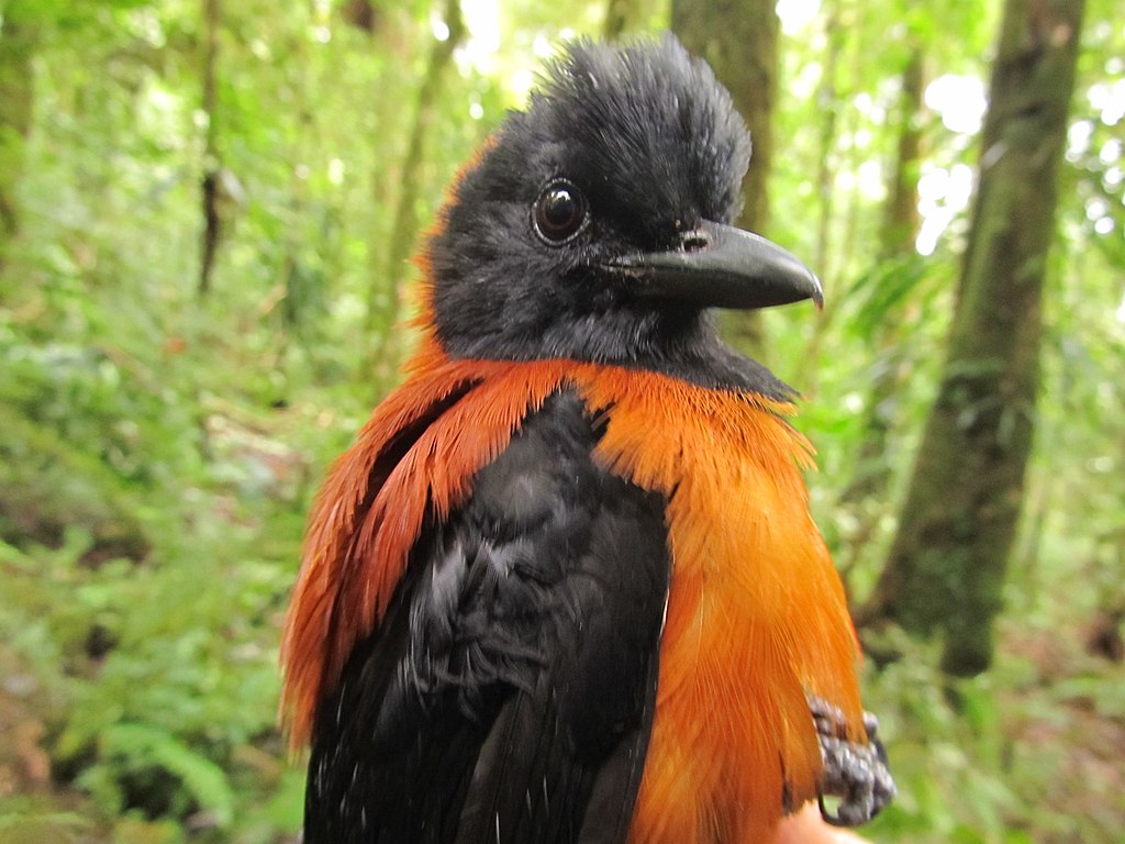 Si vous croisez cet oiseau, ne le touchez surtout pas
