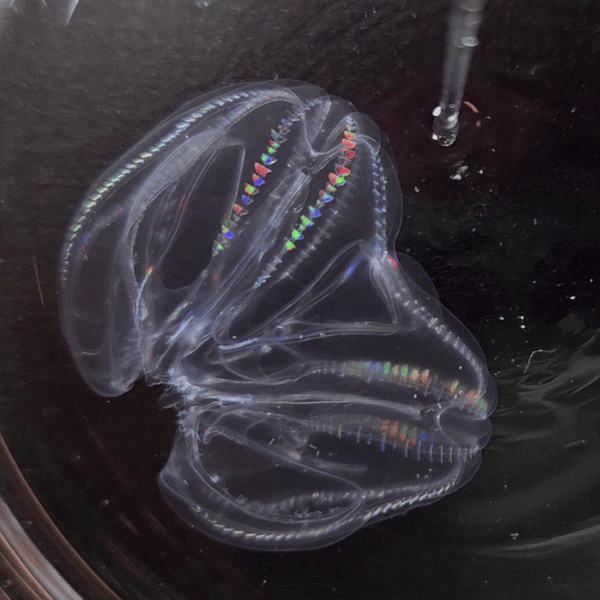Ces créatures marines possèdent une capacité unique au monde que ...